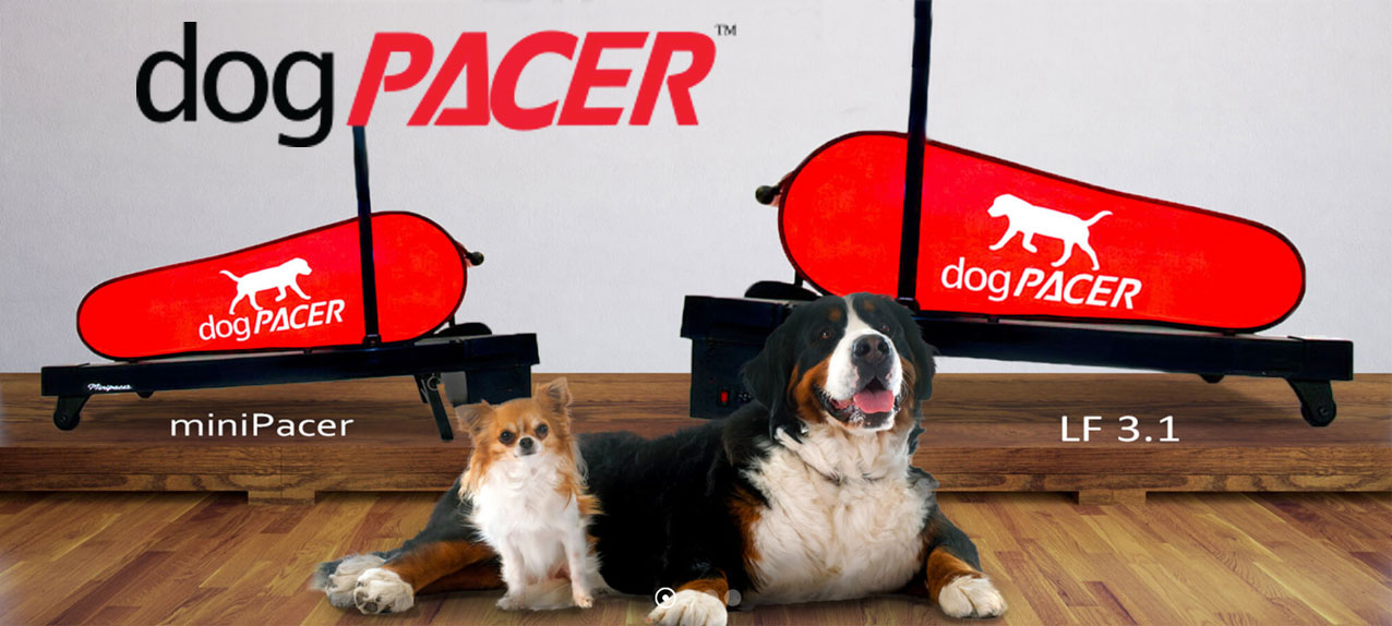 dogPacer Hundelaufband - PET PHYSIO
