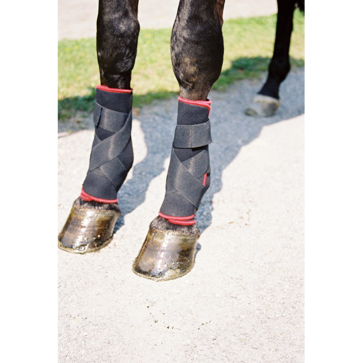 Stallbandagen Pferd Krankheit _ Druse bei Pferden: Symptome, Ursachen ...